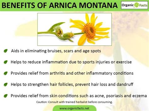 8 Surprising Benefits Of Arnica Montana Organic Facts