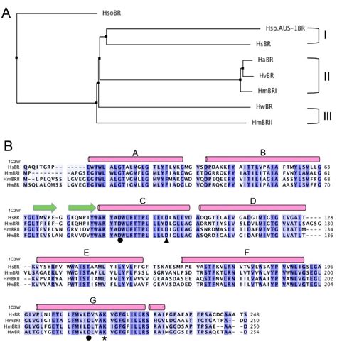 Phylogenic Tree And Multiple Sequence Alignment Of Bacteriorhodopsins