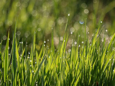 거친 건강한 경치 고요한 고요함 날 녹색 농촌의 매크로 무성한 보케 봄 생생한 생태 성장 수분 시골 식물 식물군 식물의 식물학 신선한