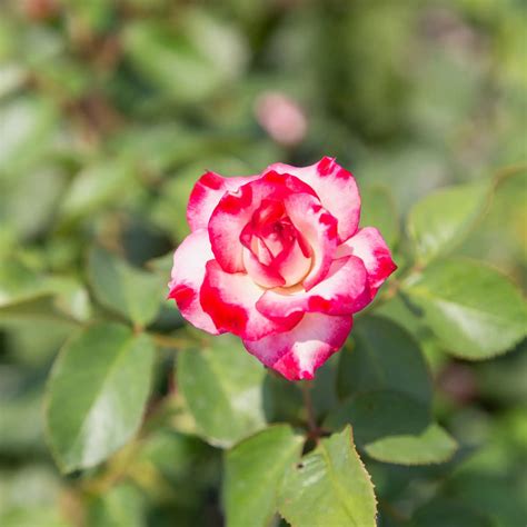 Tabris Floribunda Rose Vandermeer Nursery Ltd