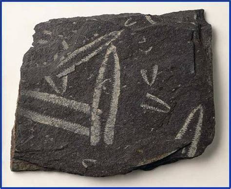 Graptolites Flashcards Quizlet