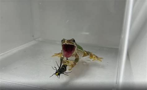 Vespas Macho Usam Pênis Como Ferrão Revela Estudo Ciência G1