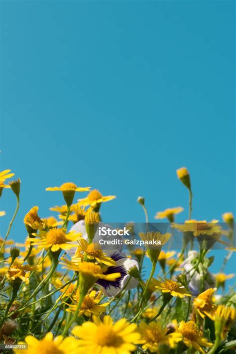 맑고 푸른 하늘 밝은 날 빛 노란 데이지 꽃 초원 필드입니다 봄 여름에 아름 다운 자연 피 쓰는데입니다 수직 복사 공간 0명에 대한 스톡 사진 및 기타 이미지 Istock