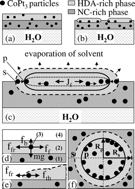 Schematic Illustration Of The Development Of The Phase Separated