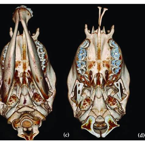 Computed Tomography 3d Reconstructions Of The Skull Including The Download Scientific Diagram