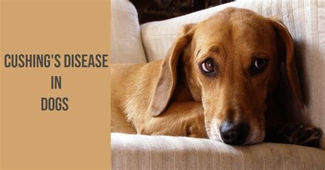 Cushings Disease In Dogs I Love Veterinary
