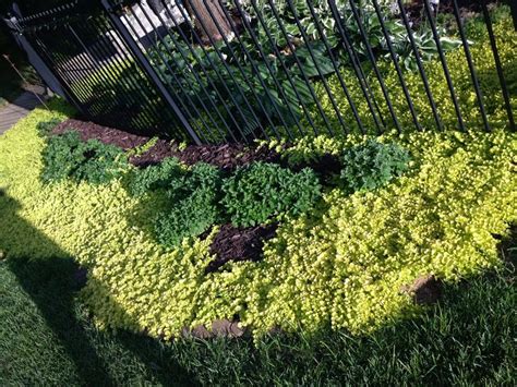 Creeping Jenny Makes Great Ground Cover