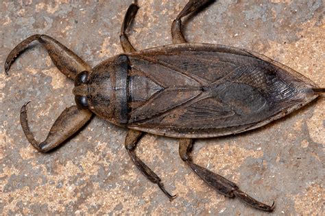 Water Bug Insect The Giant Water Bug Watch Your Toes Uqnio