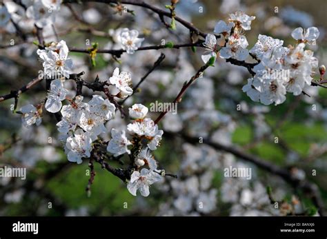 Prunus Cerasifera Divaricata Cherry Plum Myrobalan Plum White Tree
