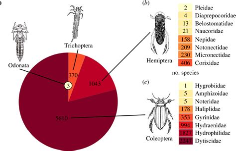 Figure 1 From The Potential Of Acoustic Monitoring Of Aquatic Insects For Freshwater Assessment