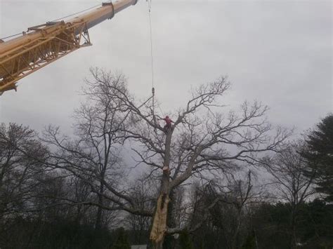 Tree Removal Services Available Dave S Landscape Management Company