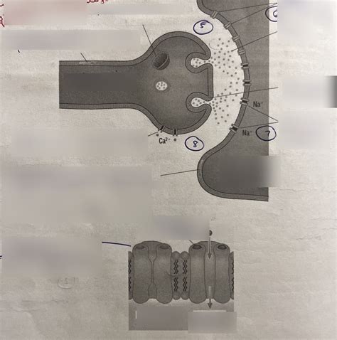 Synaptic Transmission Diagram Quizlet