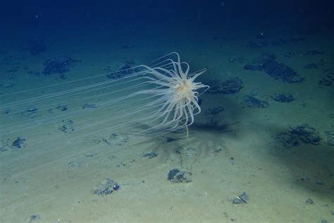 Deep Sea Organisms