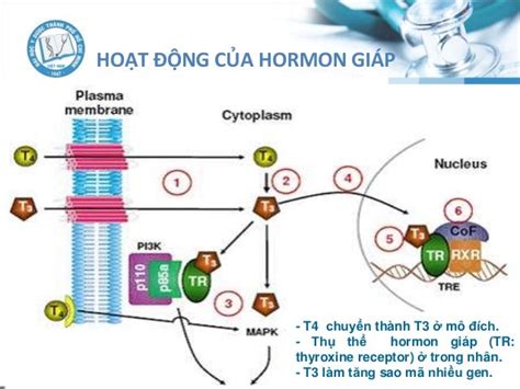 Sinh lý tuyến giáp