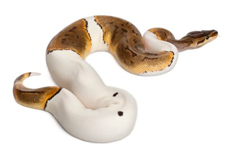Premium Photo Female Pinstripe Pied Royal Python Ball Python