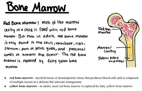 Red Vs Yellow Bone Marrow