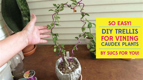 Easy Diy Trellis For Vining Caudex Plants And Others Too Sucs For You