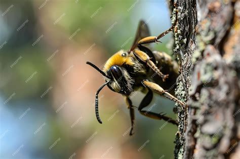 Assessing Forest Insect Populations Ar Generative Ai Premium Ai Generated Image