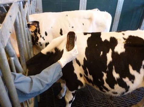 महाराष्ट्र के 25 जिलों में Lumpy Virus से 126 मवेशियों की मौत News Aroma