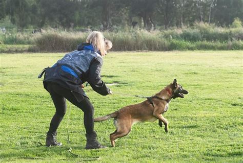 Premium Photo Training Of Belgian Shepherd