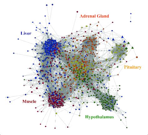 Gene Co Expression Network Constructed Using Pcit Algorithm On 1 335