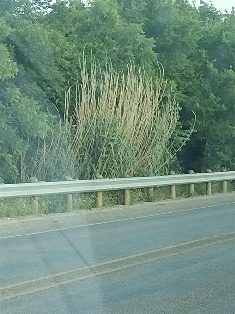 Native Vs Non Native Bamboo Tx Rwhatsthisplant