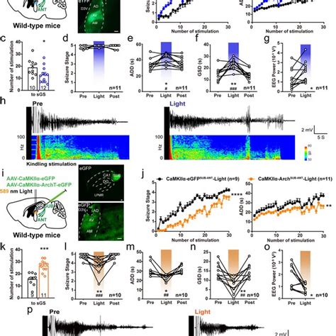 Sub Ec Sub Mmb And Sub Nac Circuits Function Differently In