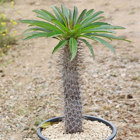 Pachypodium Madagascar Palm Care Growing Guide Artofit