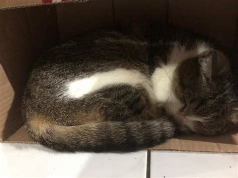 My Grandmas Sweet Granny Cat 22 Although She Cant Jump Around Like