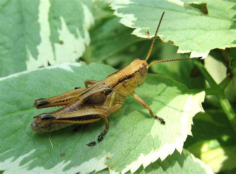 Grasshopper By Montrealdan On Deviantart