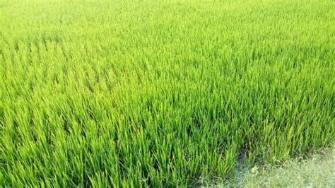 The Role Of Silicon In Agriculture Part 2