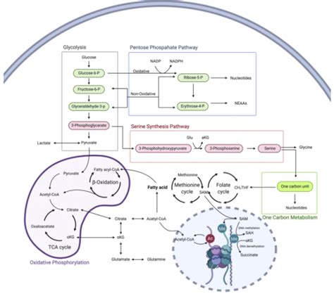绘谱导读︱5月代谢组学文献精选 肿瘤细胞 氨基酸代谢 非靶向代谢 脂质 多组学代谢流检测分析 脂肪酸定量 肠道微生物菌群检测 麦特绘谱