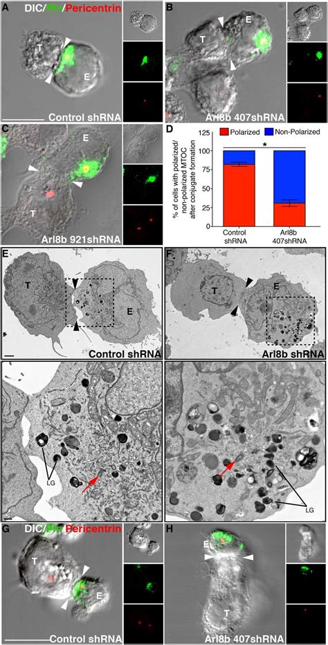 Mtoc Polarization To The Immune Synapse Is Inhibited In Arl8b Silenced Download Scientific