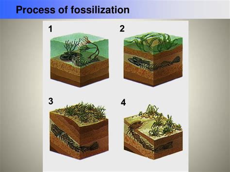 Ppt Fossilization And Fossils Powerpoint Presentation Id 5321153