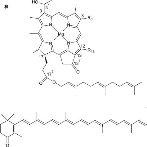Molecular Structure Of Bchl C A And Astaxanthin B Substituents Of
