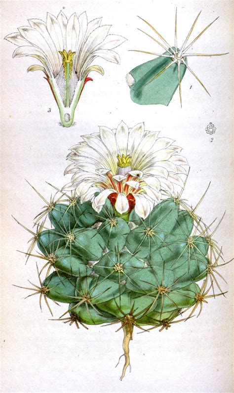 The Pima Pineapple Cactus — In Defense Of Plants