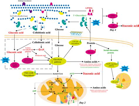 Schematic Representation Of The Key Regulation Between Itaconic Acid Download Scientific
