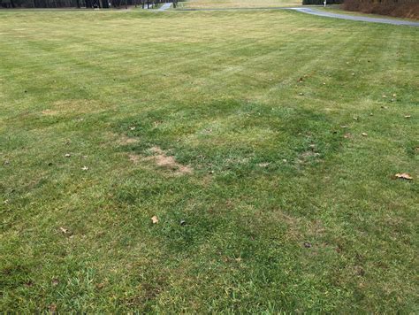 Whats Causing These Huge Green Grass Circles Rlawncare