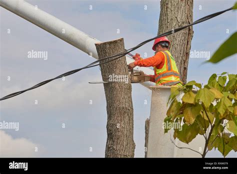 Tree Cutting And Topping To Prevent Damage To Electric Power Lines Stock Photo Alamy