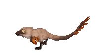 Dancing Raptor Sticker Dancing Raptor Descubrir Y Compartir S