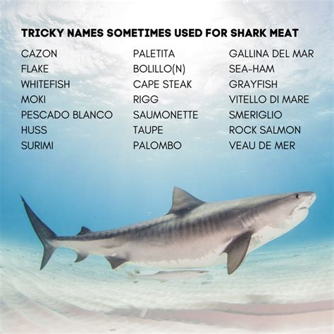 Great White Shark Steak