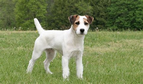 Jagdterrier Vs Jack Russell Terrier Breed Comparison