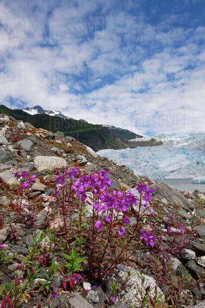 Dwarf Fireweed Blooms With Mendenhall Glacier In The Background
