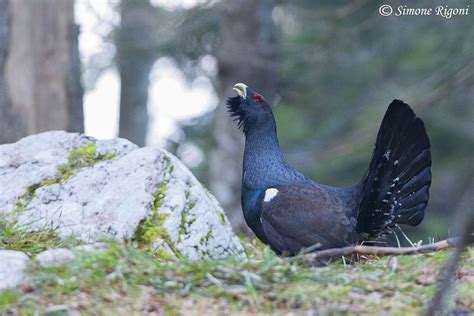 Simone Rigoni Fotografo Di Asiago Asiago Webcam