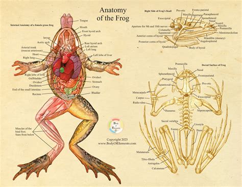 Frog Anatomy Chart Body Of Elements Free Download Borrow And