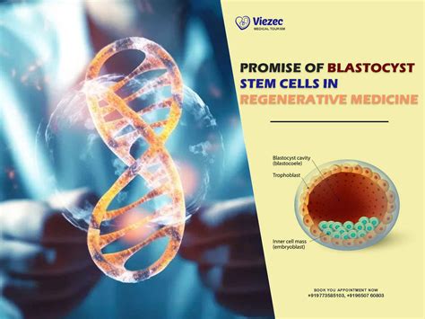 Promise Of Blastocyst Stem Cells In Regenerative Medicine