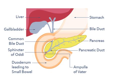 Primary Sclerosing Cholangitis PSC Guts UK