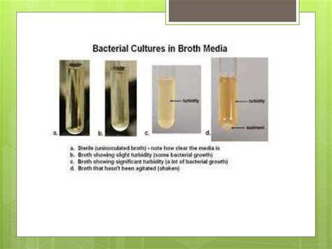 Inokulasi Dan Identifikasi Bakteri Pptx