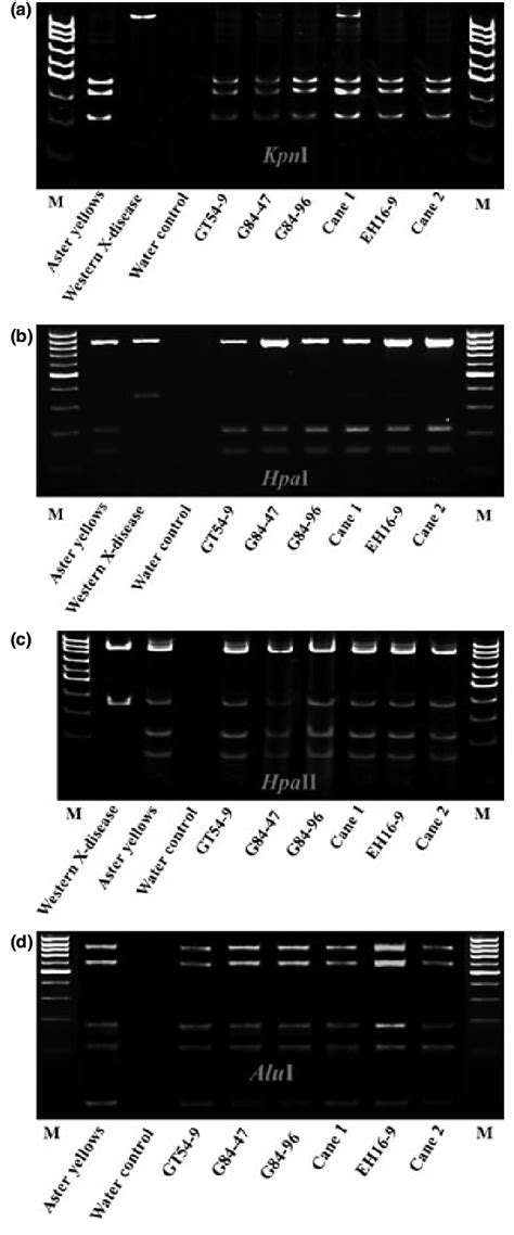 Restriction Fragment Length Polymorphism Analysis Rflp Patterns Of