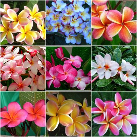 Plumeria Frangipani 5 Seeds Of Different Varieties Mixed Colors